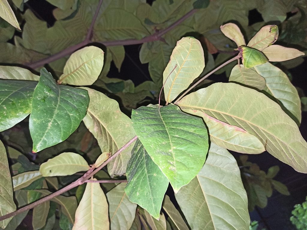 Redmi Note 8 Pro Camera Samples